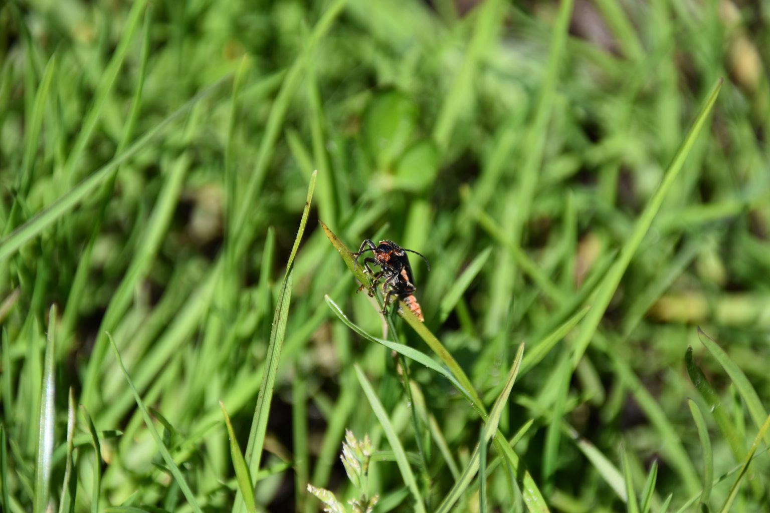 Insecten | DierenWiki | Dieren | Insecten (Insecta)