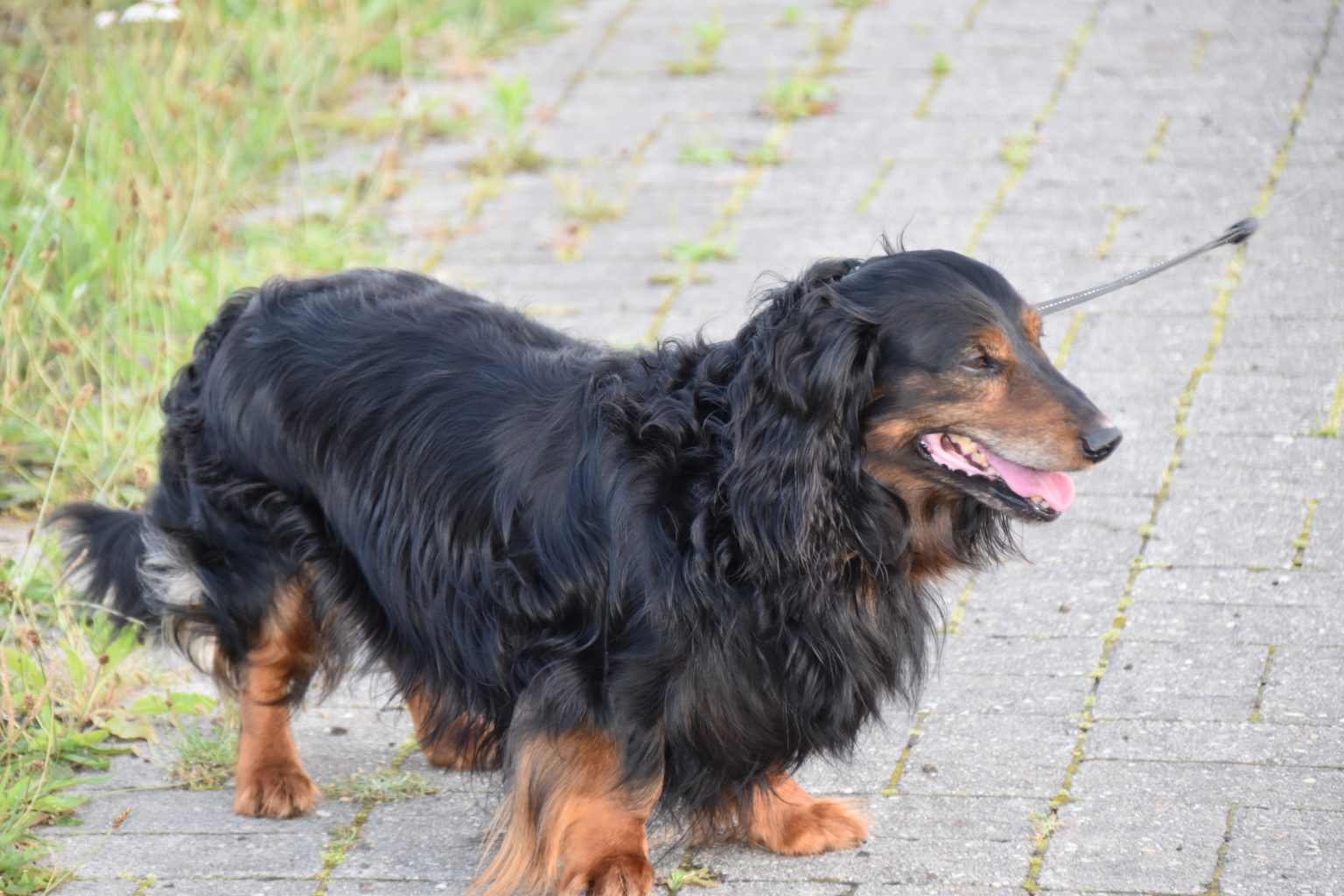 Teckel | DierenWiki | de Teckel als Hondenras | Teckel