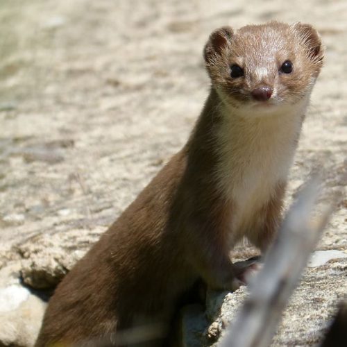 Hermelijn | DierenWiki | Hermelijn | Roofdieren | Hermelijn
