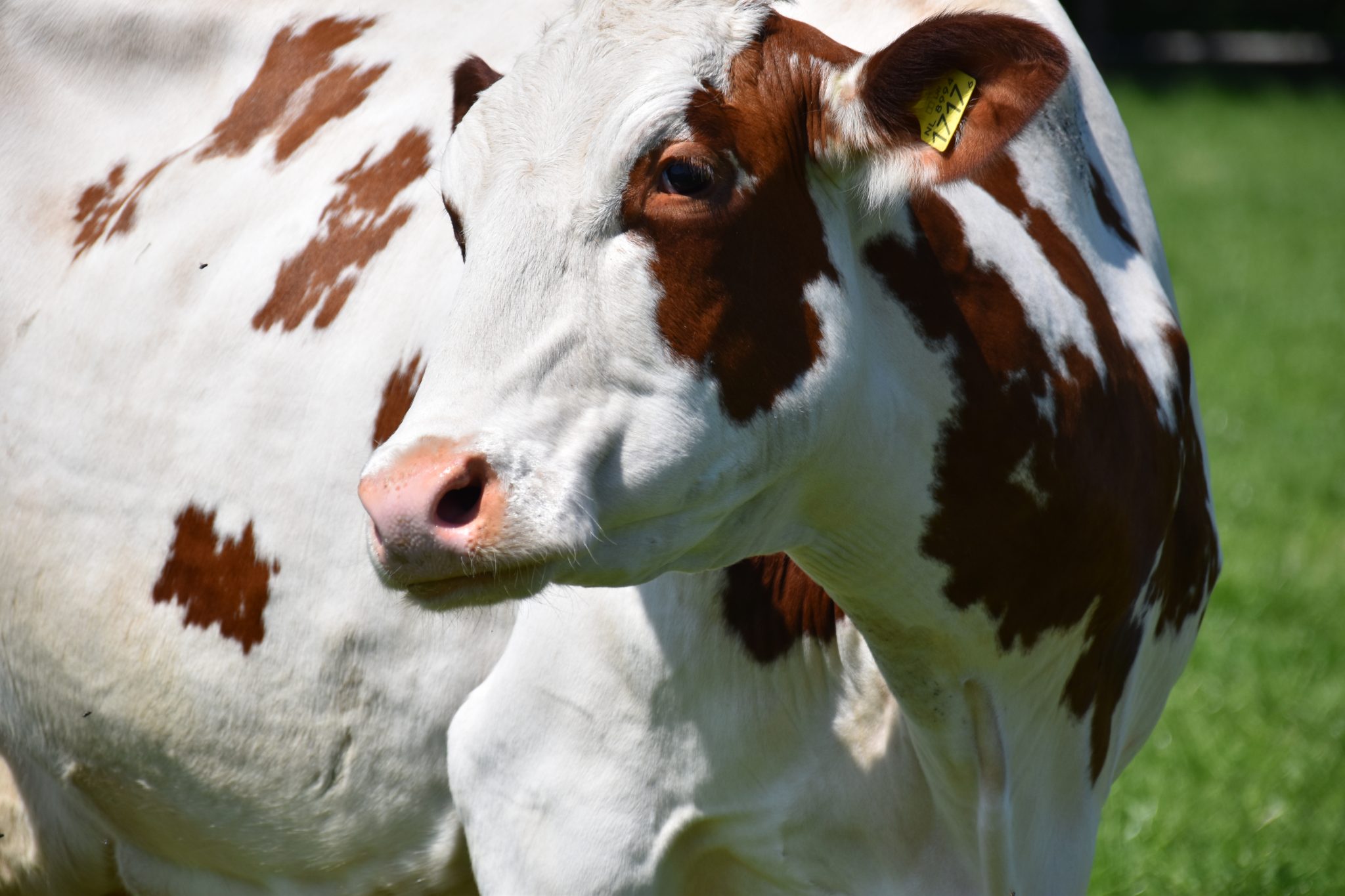 Runderen | DierenWiki | Evenhoevigen | Runderen