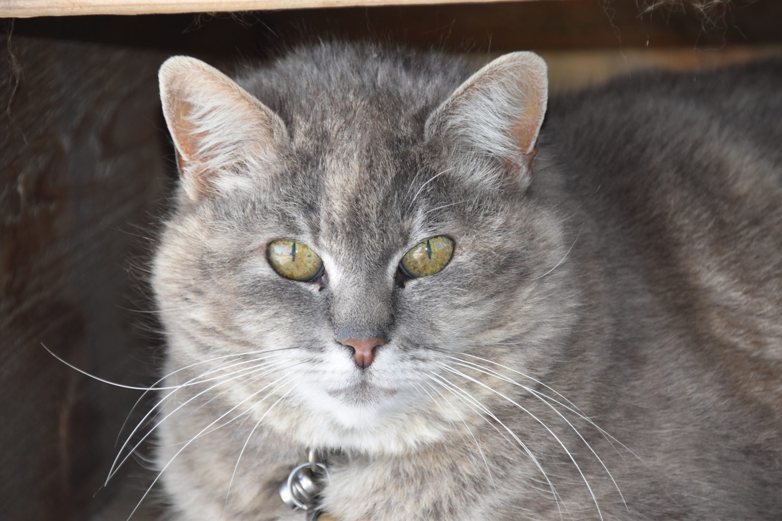 Katten en poezen | DierenWiki | Latachtigen | Katten en poezen