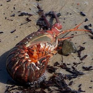 Kreeften | DierenWiki | Tienpotigen | Kreeften