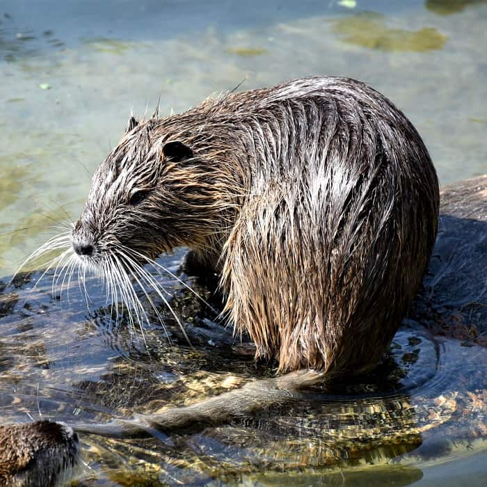Muskusrat | DierenWiki | Knaagdieren | Muskusrat