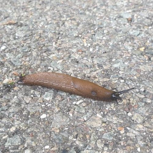 Inktvissen | DierenWiki | Weekdieren | Inktvissen