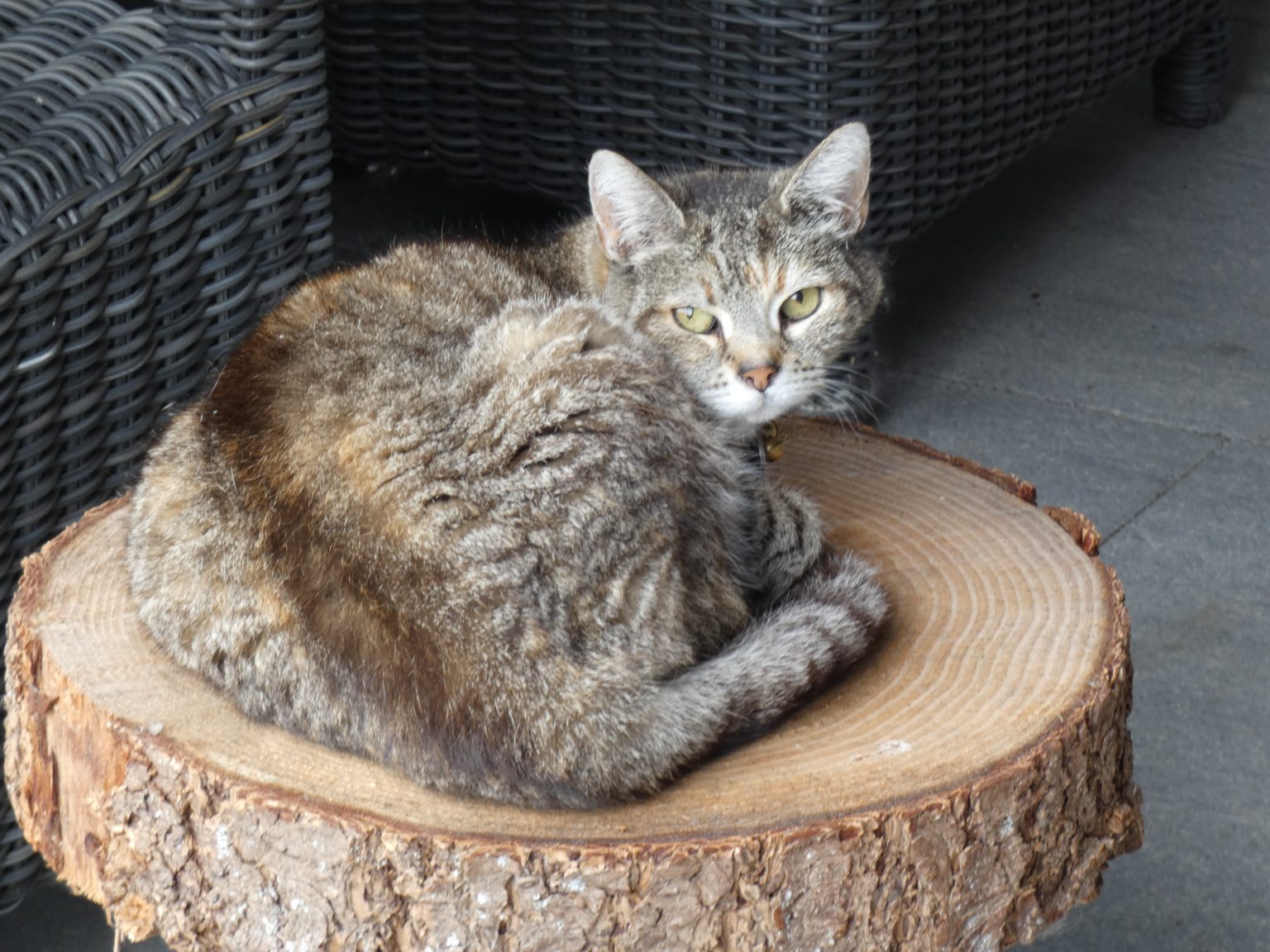 Spreekbeurt katten en poezen | DierenWiki | katten en poezen