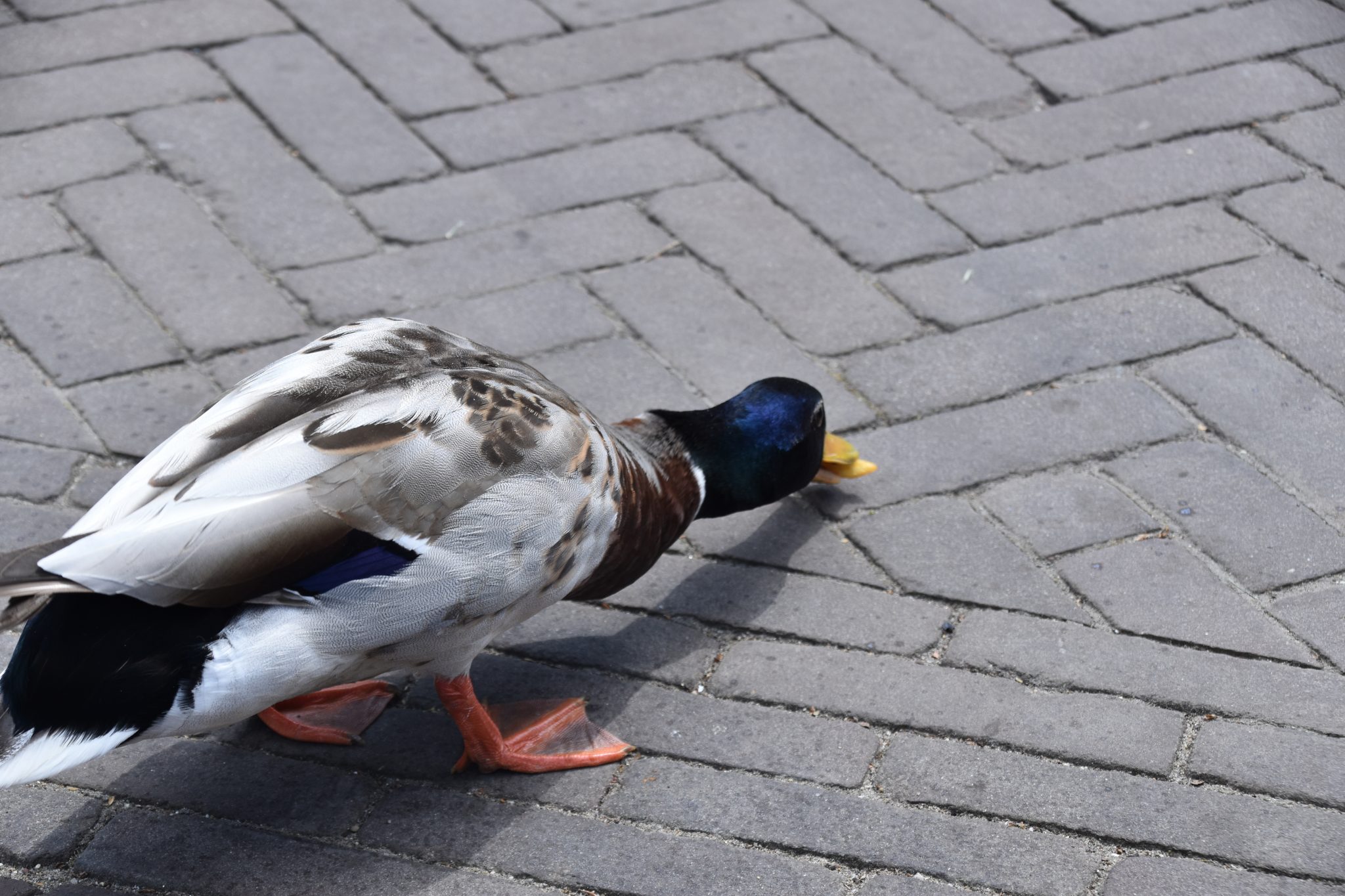 Eendvogels (Anseriformes) | DierenWiki | Eendvogels