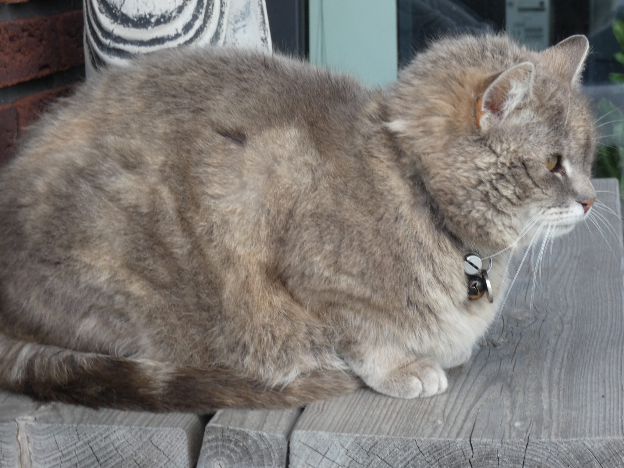 Noorse Boskat | DierenWiki | Katten en poezen | Noorse Boskat