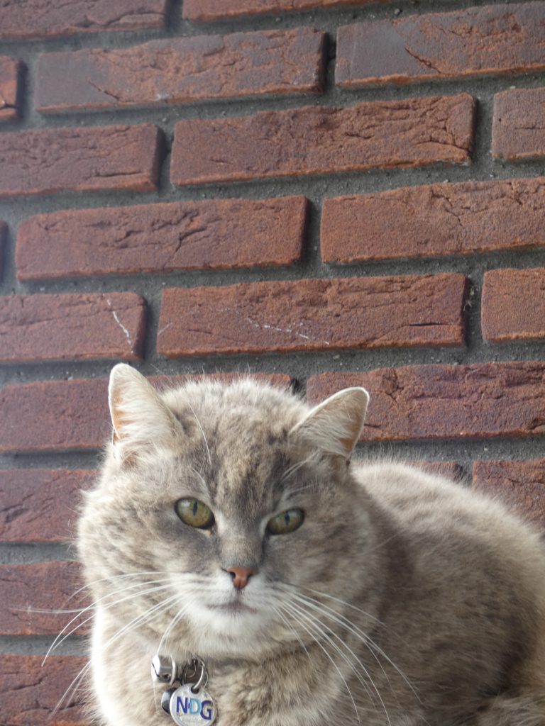 Spreekbeurt katten en poezen - DierenWiki | katten en poezen