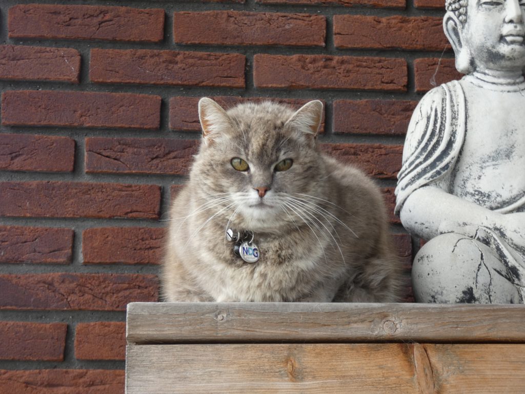 Noorse Boskat | DierenWiki | Katten en poezen | Noorse Boskat