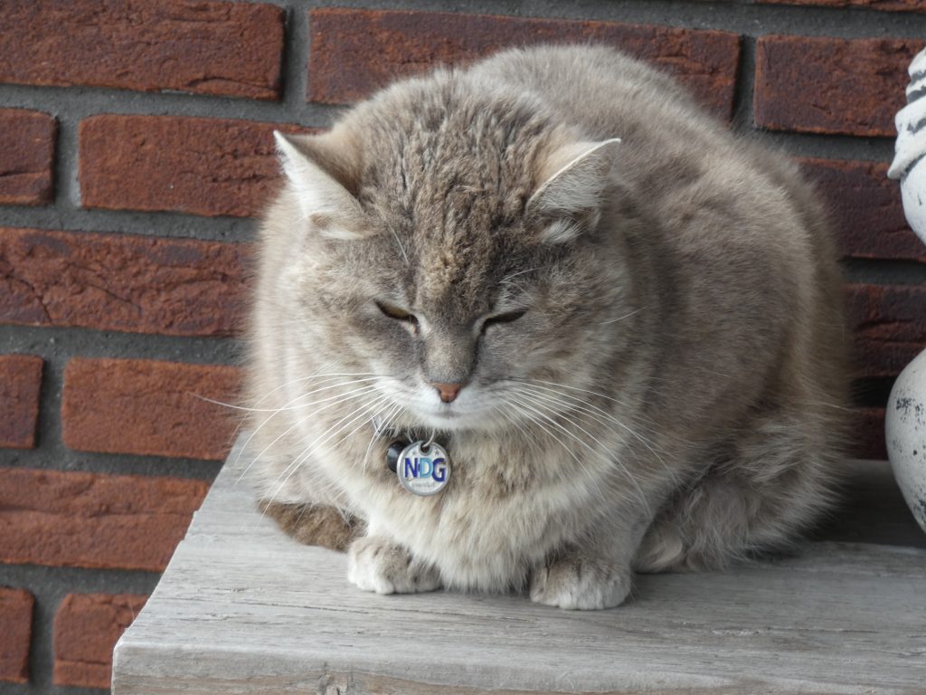 Noorse Boskat | DierenWiki | Katten en poezen | Noorse Boskat