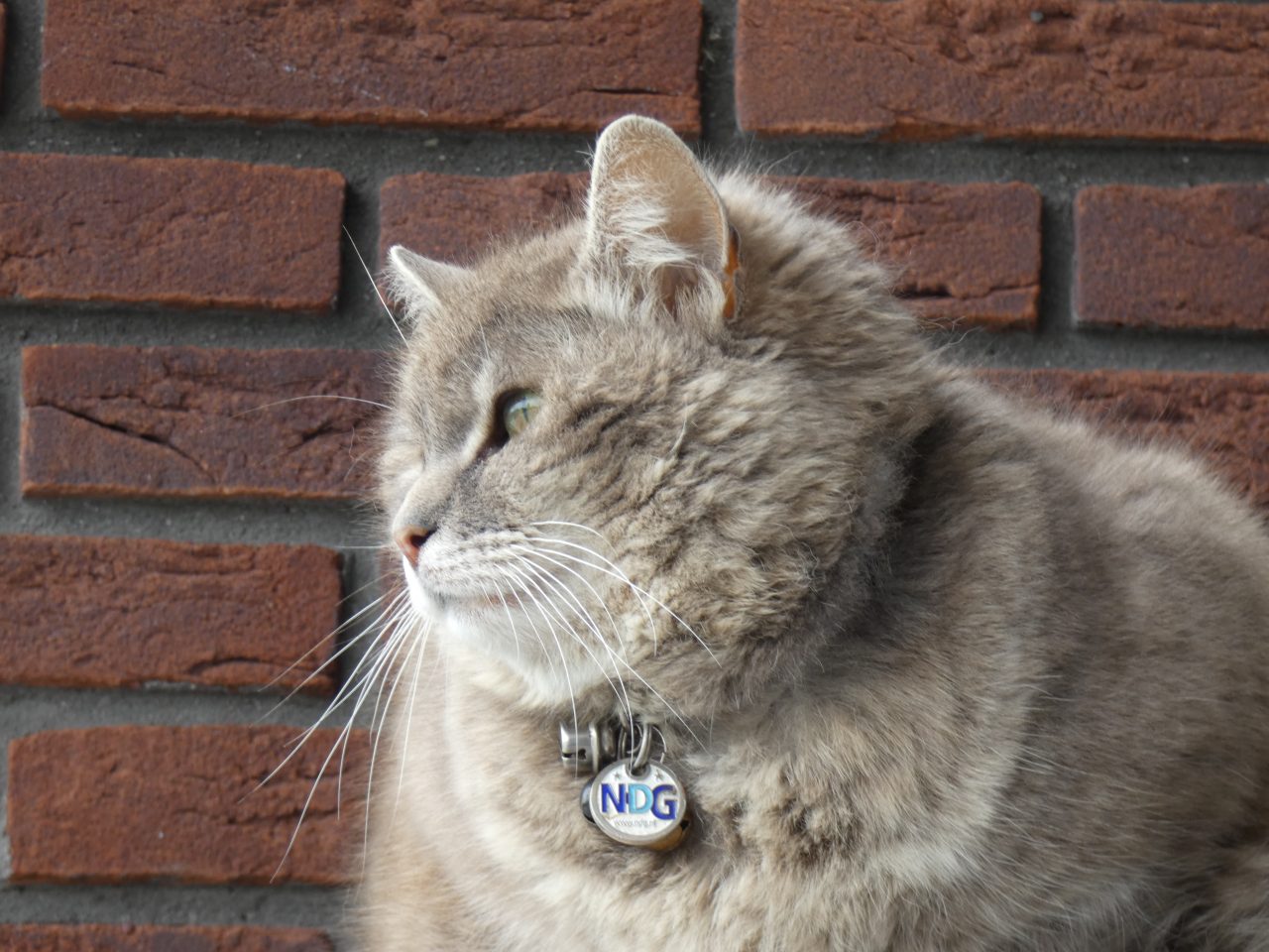 Spreekbeurt katten en poezen | DierenWiki | katten en poezen