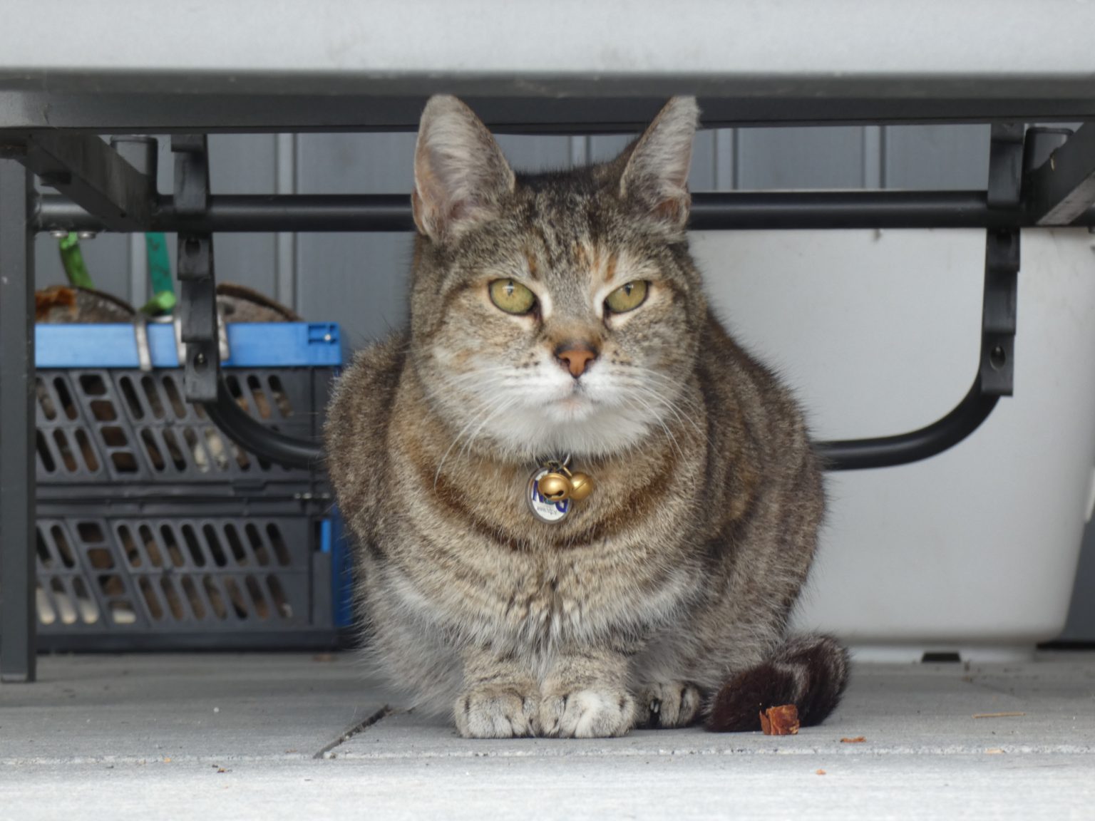Spreekbeurt katten en poezen | DierenWiki | katten en poezen