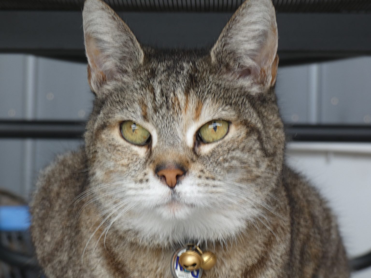 Spreekbeurt katten en poezen | DierenWiki | katten en poezen