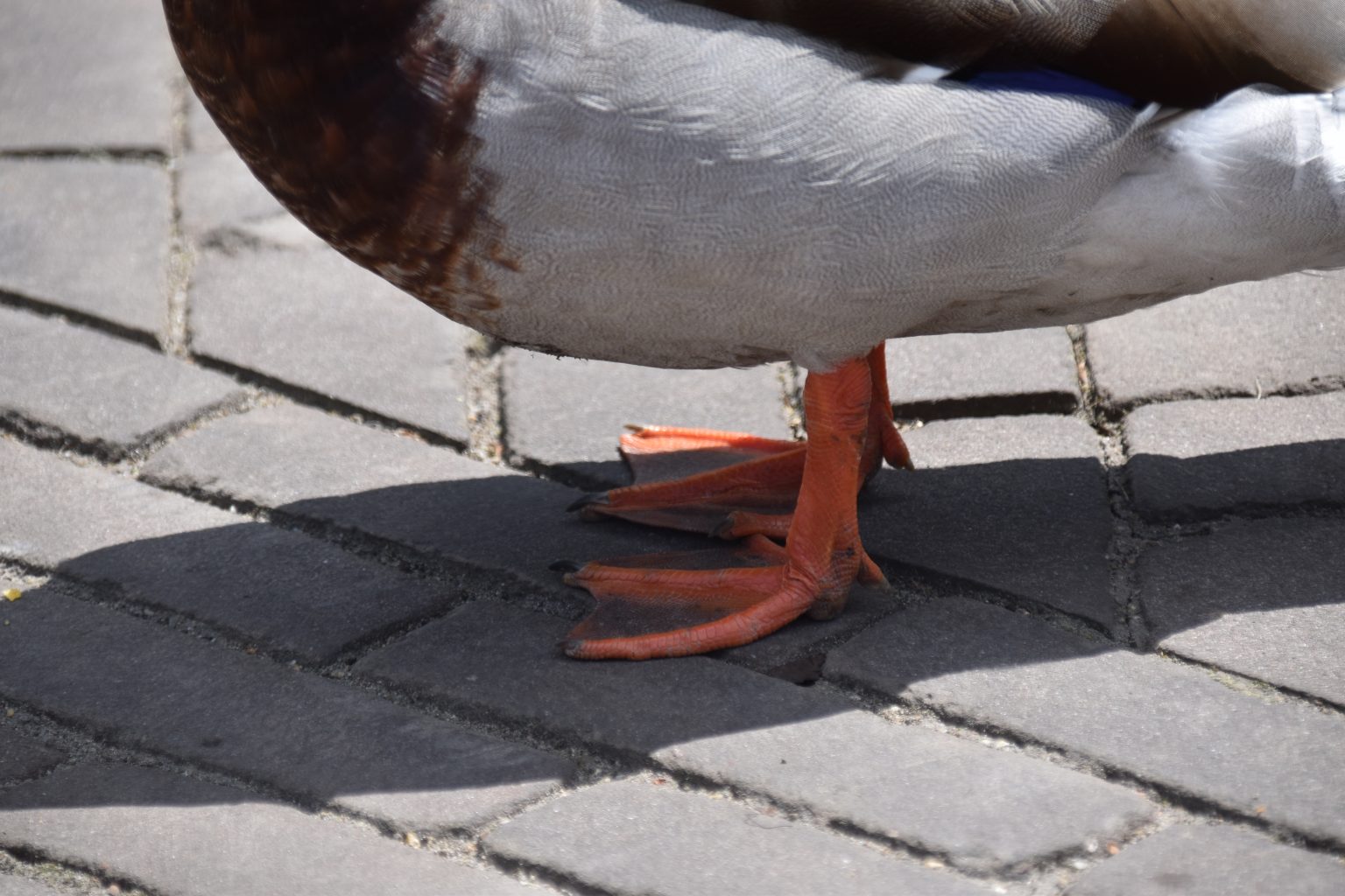 Eendvogels (Anseriformes) | DierenWiki | Eendvogels