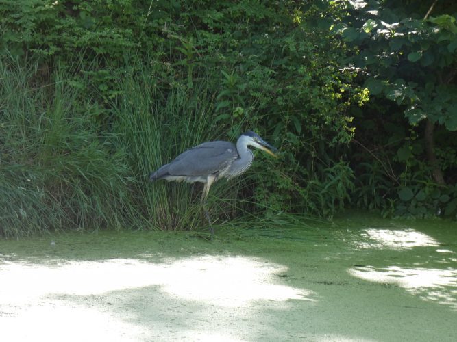 Reigers | DierenWiki | Reigers | Vogels | Reigers
