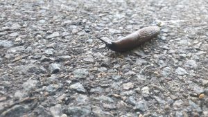 Slakken | DierenWiki | Weekdieren | Slakken