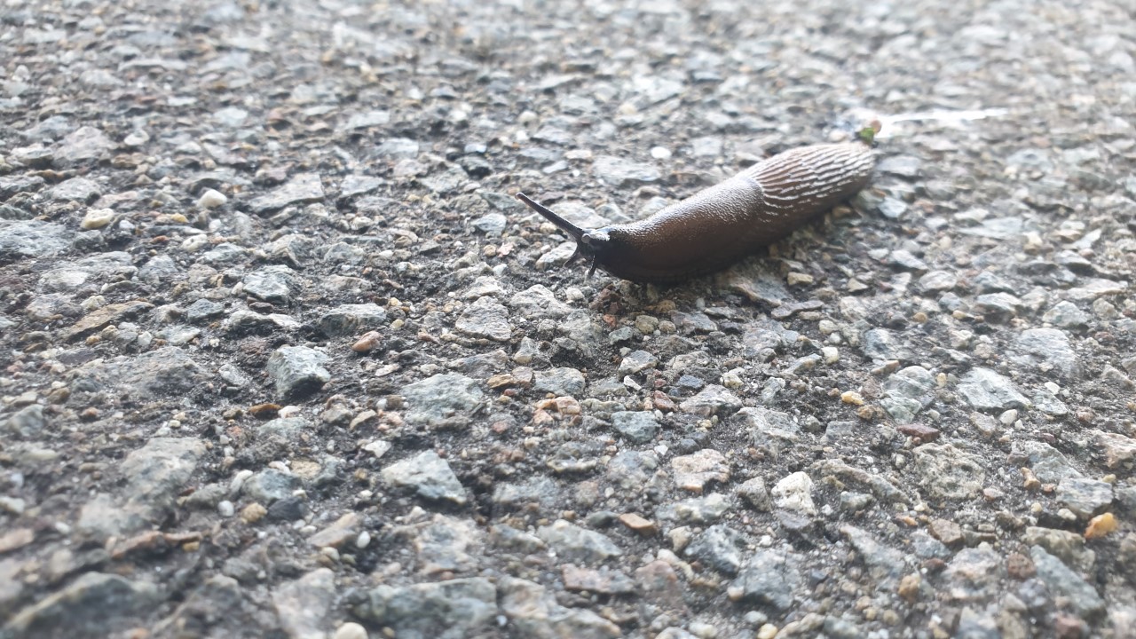 Slakken | DierenWiki | Weekdieren | Slakken