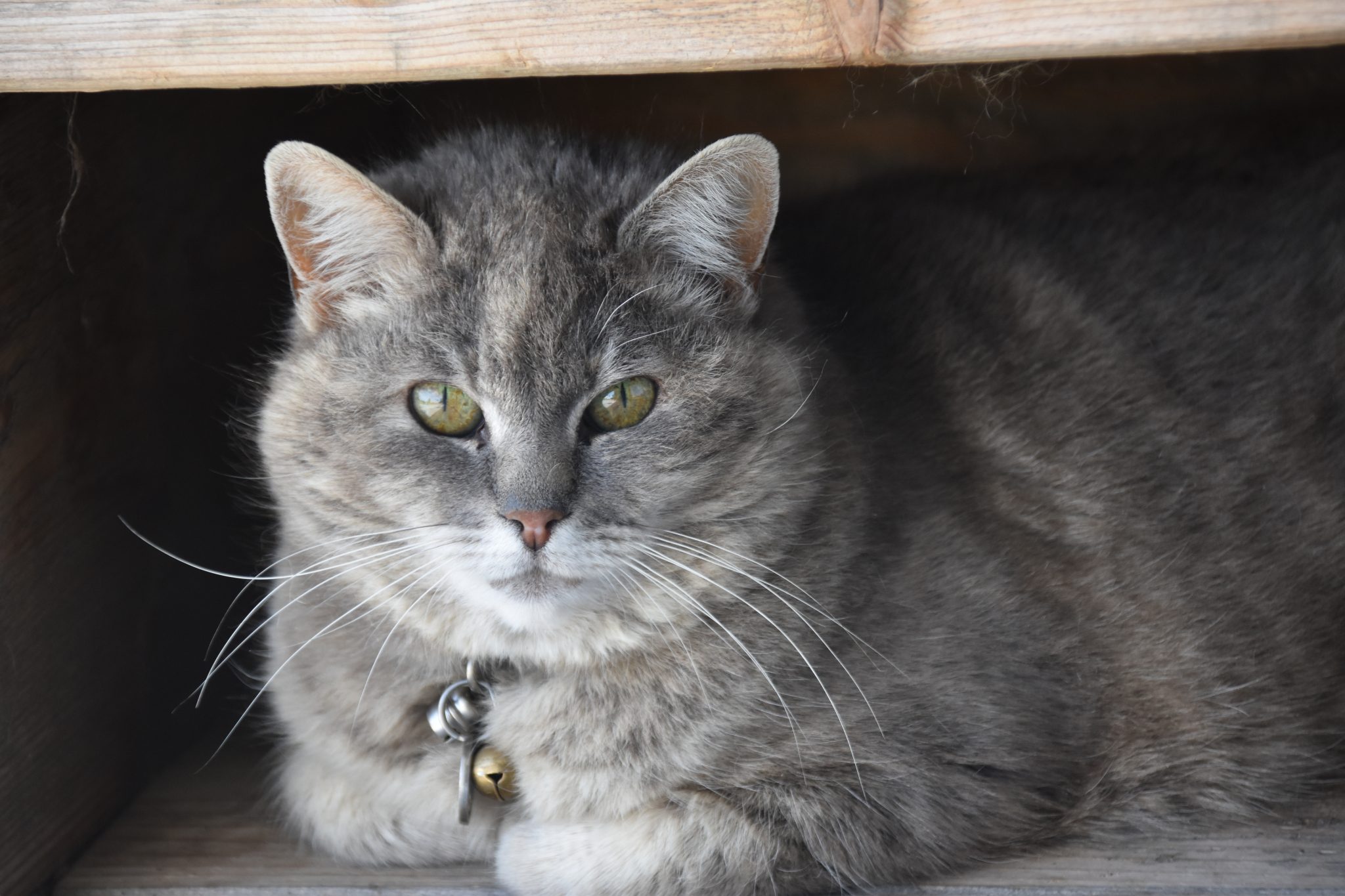 Spreekbeurt katten en poezen | DierenWiki | katten en poezen