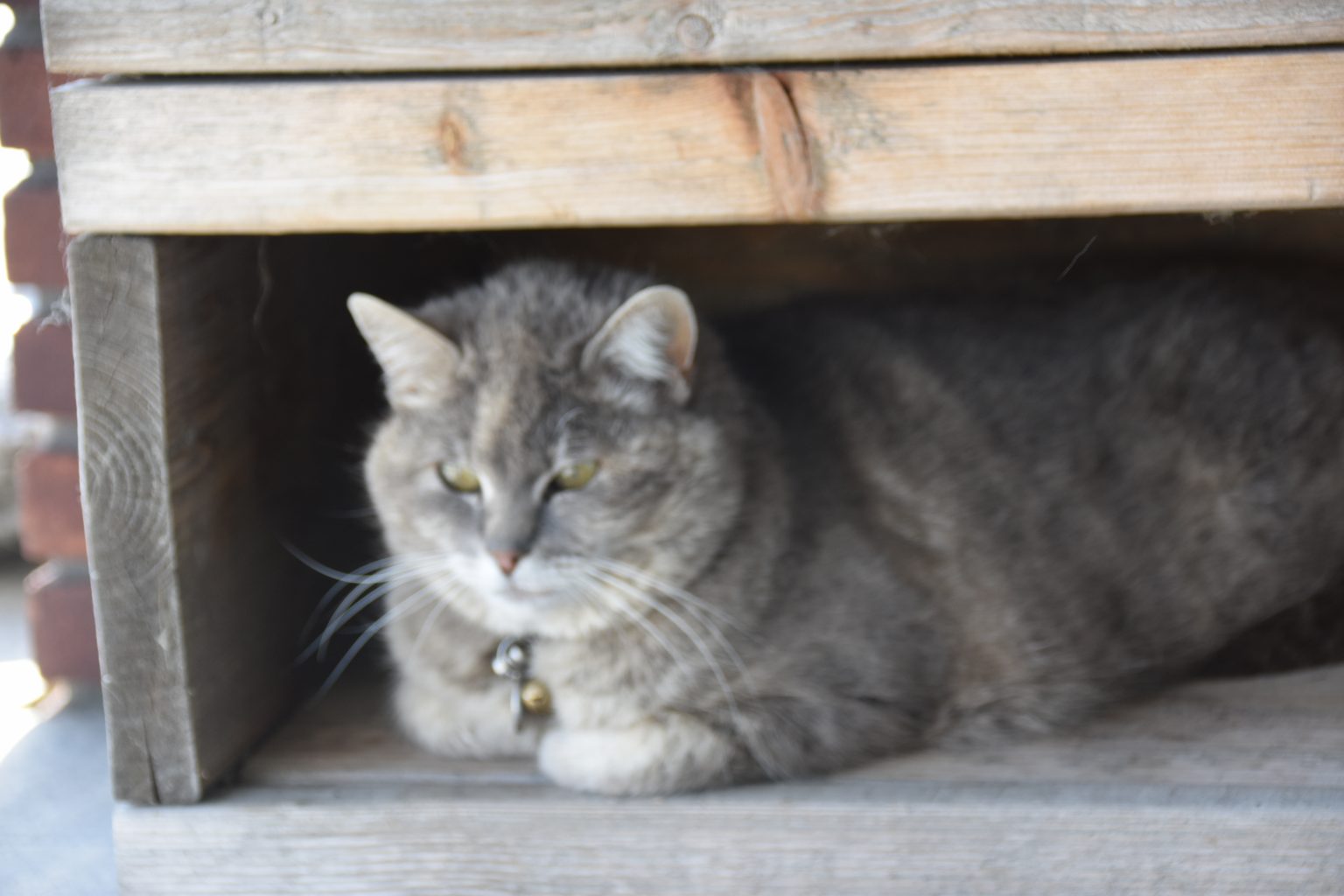Spreekbeurt katten en poezen | DierenWiki | katten en poezen