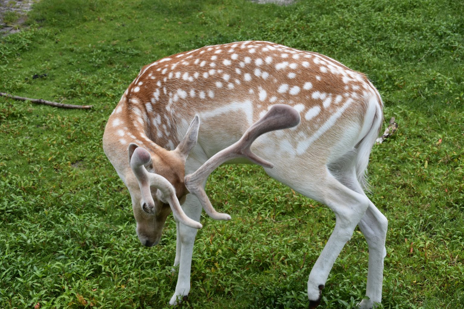 Hertachtigen (Cervidae) | DierenWiki | Hertachtigen Hertachtigen