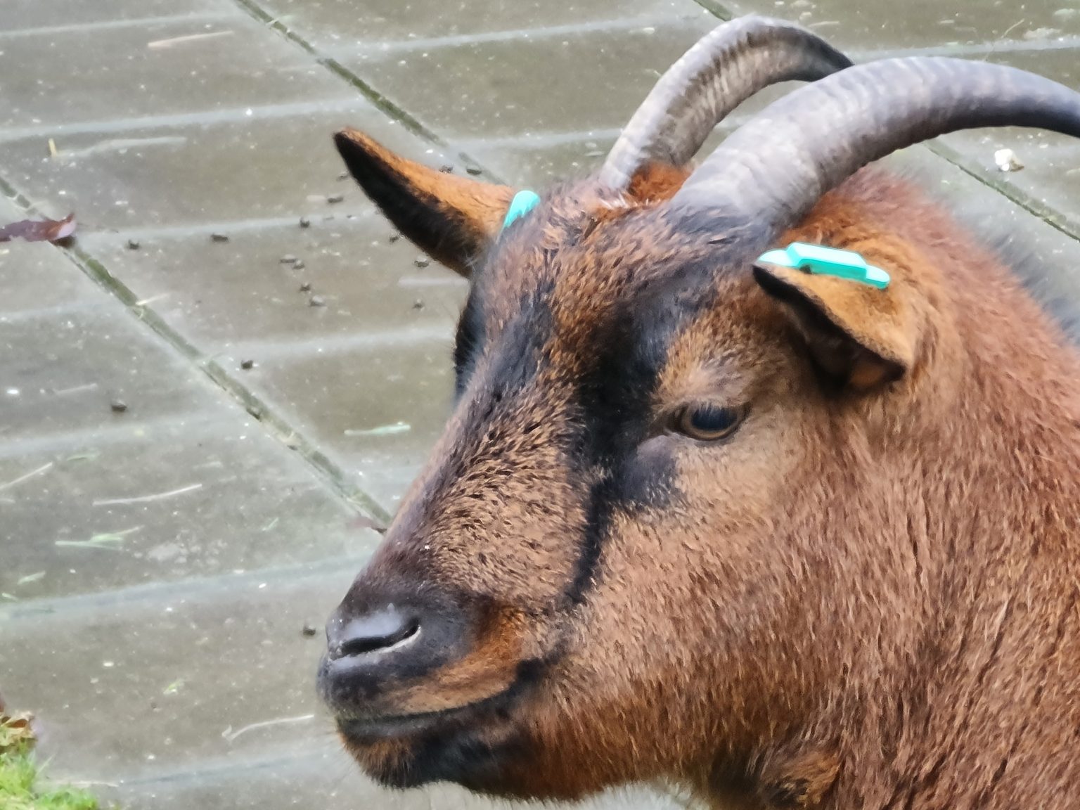 Geiten | DierenWiki | Onevenhoevigen > Holhoornigen > Geiten