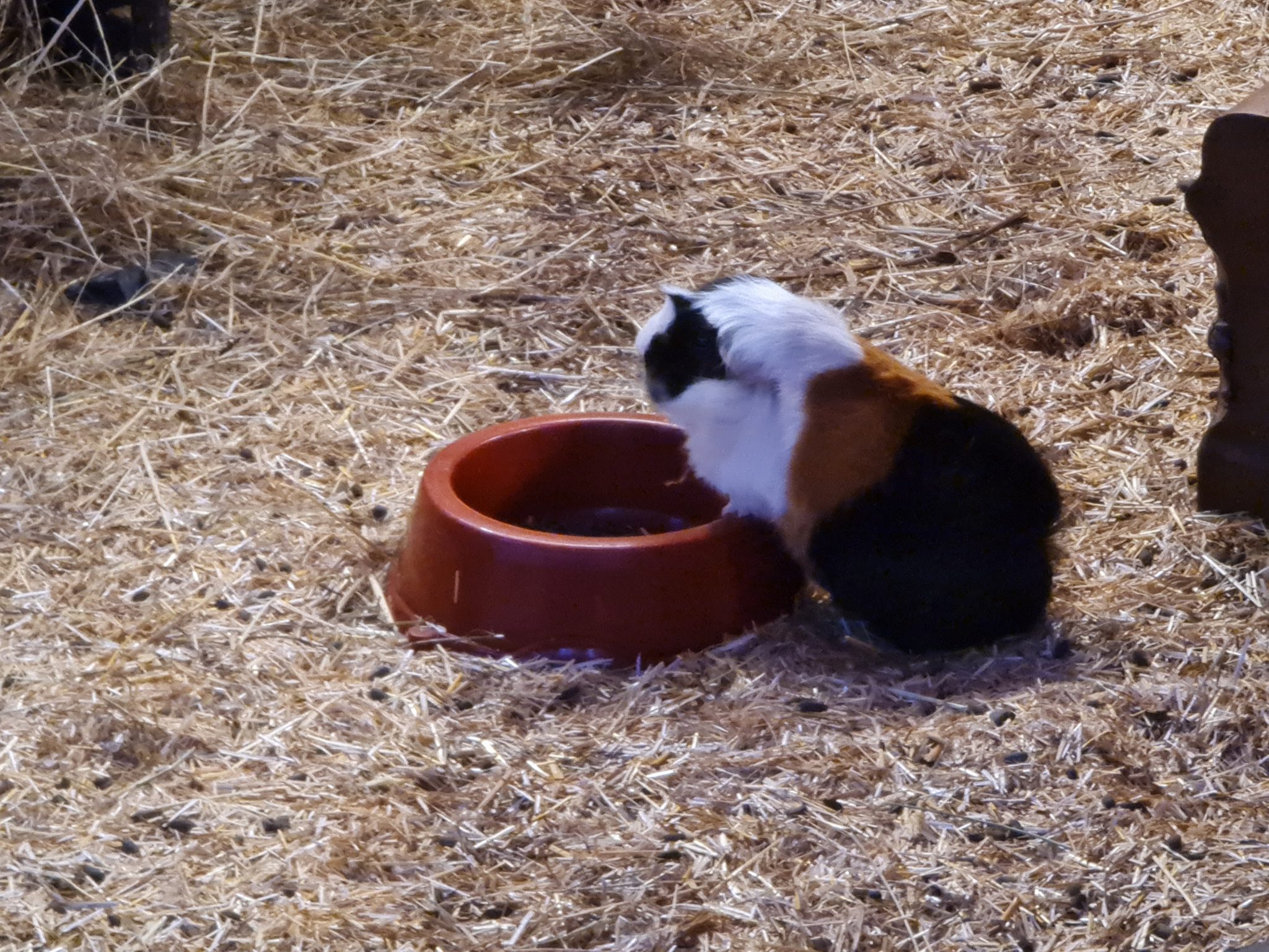 Cavias | DierenWiki - Alles over knaagdieren Cavia's