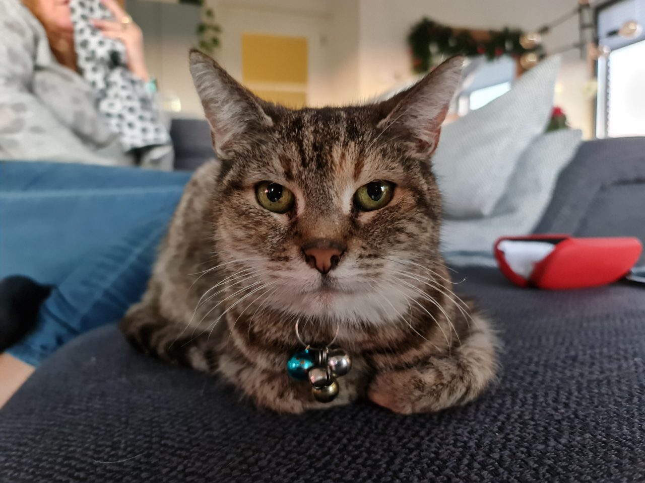 Katten en poezen | DierenWiki | Latachtigen | Katten en poezen