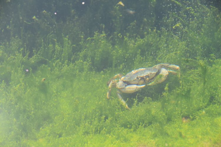 Geleedpotigen | DierenWiki | Alle info over > Geleedpotigen