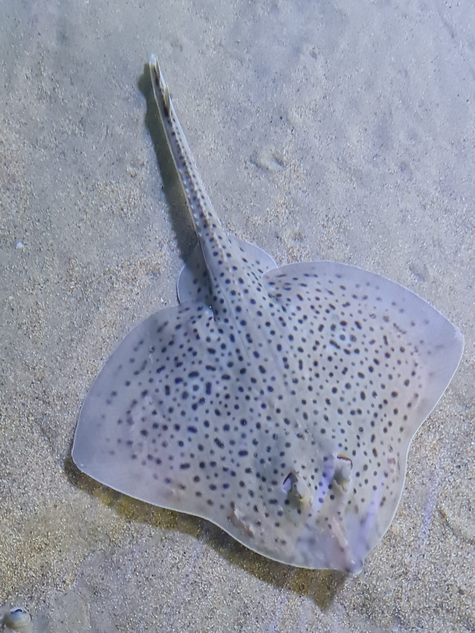 Roggen (Batoidea) | DierenWiki | Roggen (Batoidea)