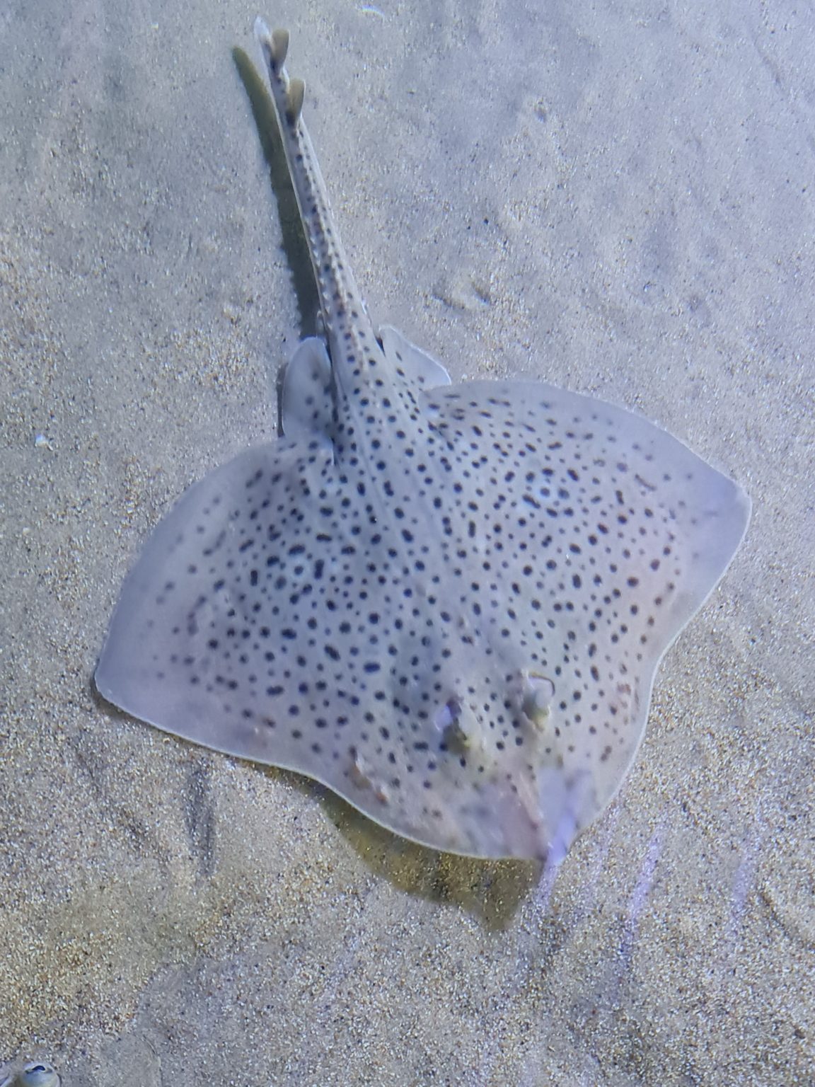 Roggen (Batoidea) | DierenWiki | Roggen (Batoidea)