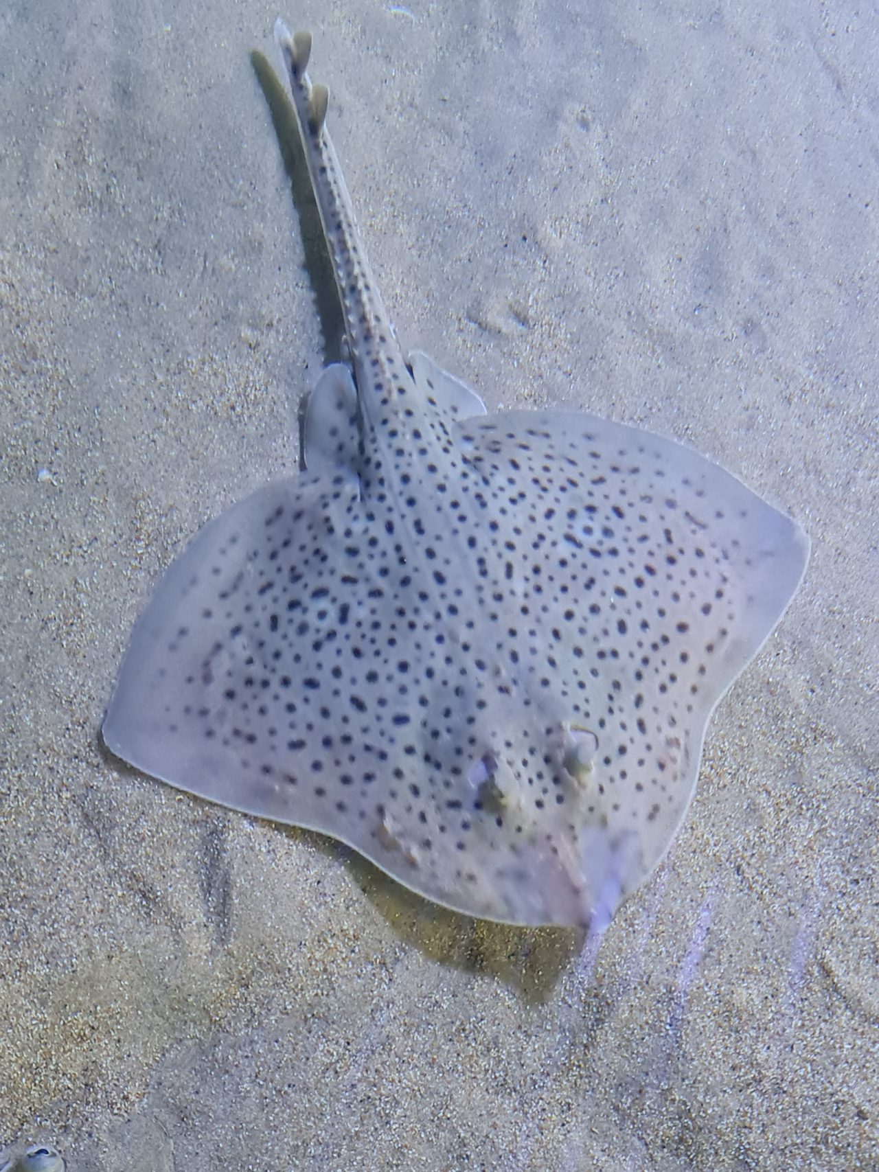 Roggen (Batoidea) | DierenWiki | Roggen (Batoidea)