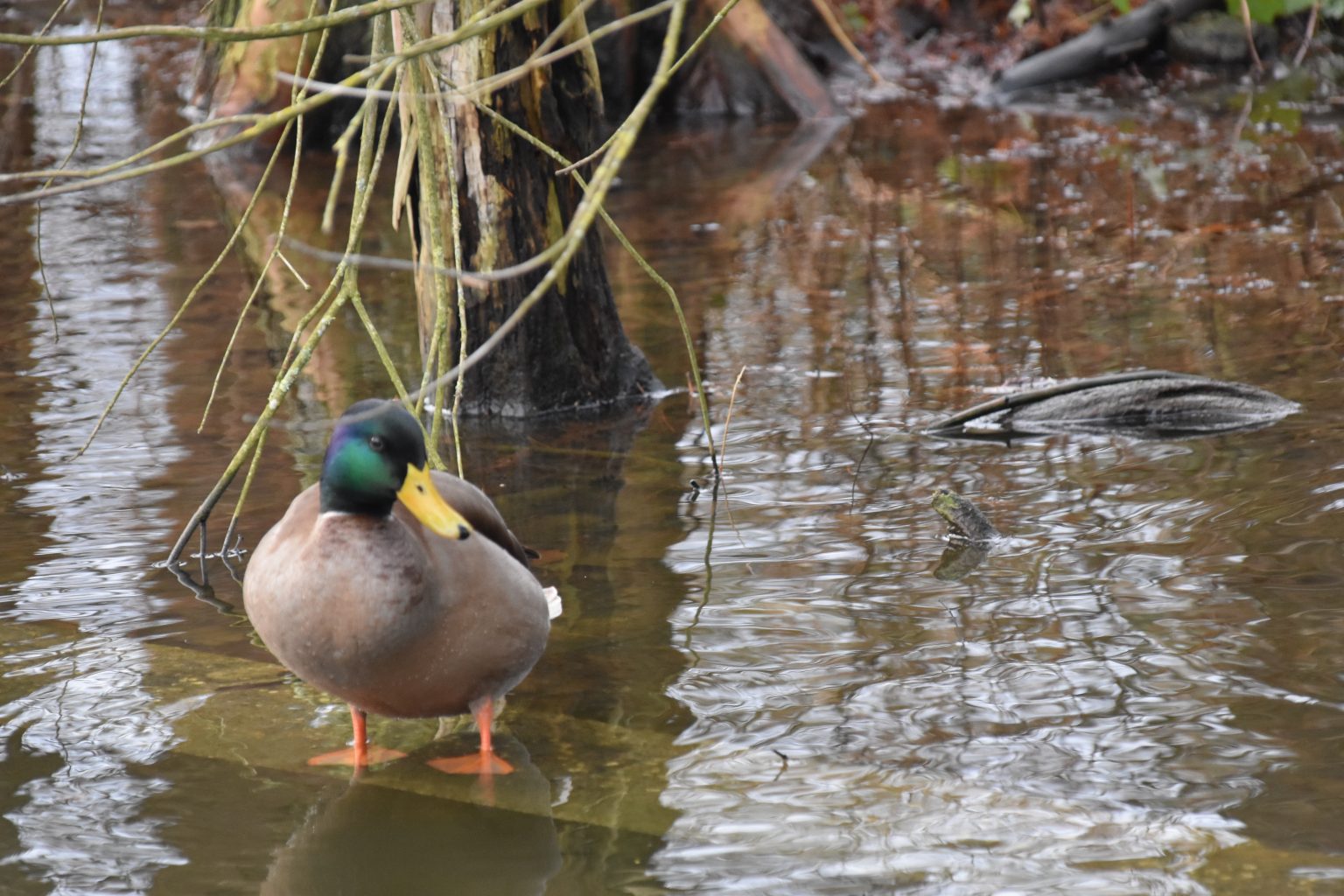 Wilde eend | DierenWiki | Vogels | Wilde eend