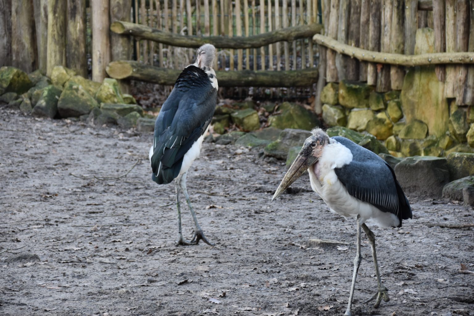 Afrikaanse maraboe | DierenWiki | Afrikaanse maraboe