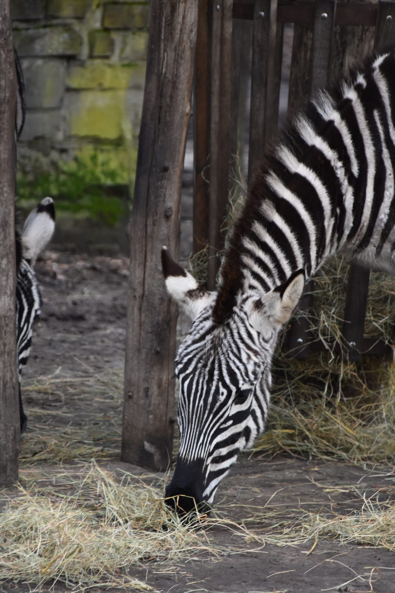 Steppezebra (Equus quagga) | DierenWiki | Steppezebra