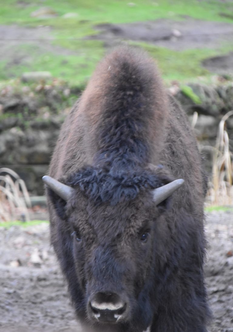 Gewervelden | DierenWiki - Gewervelden