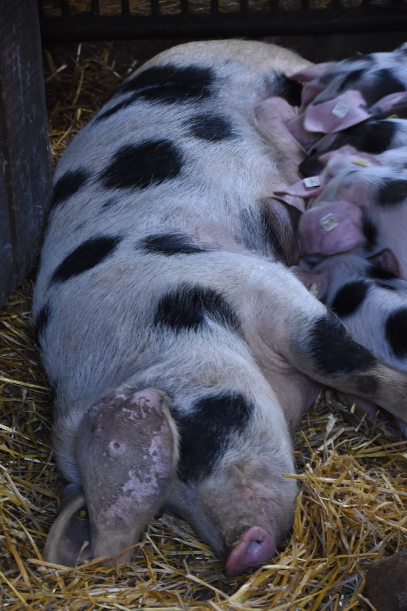 Varkens | DierenWiki | Evenhoevigen | Varkens