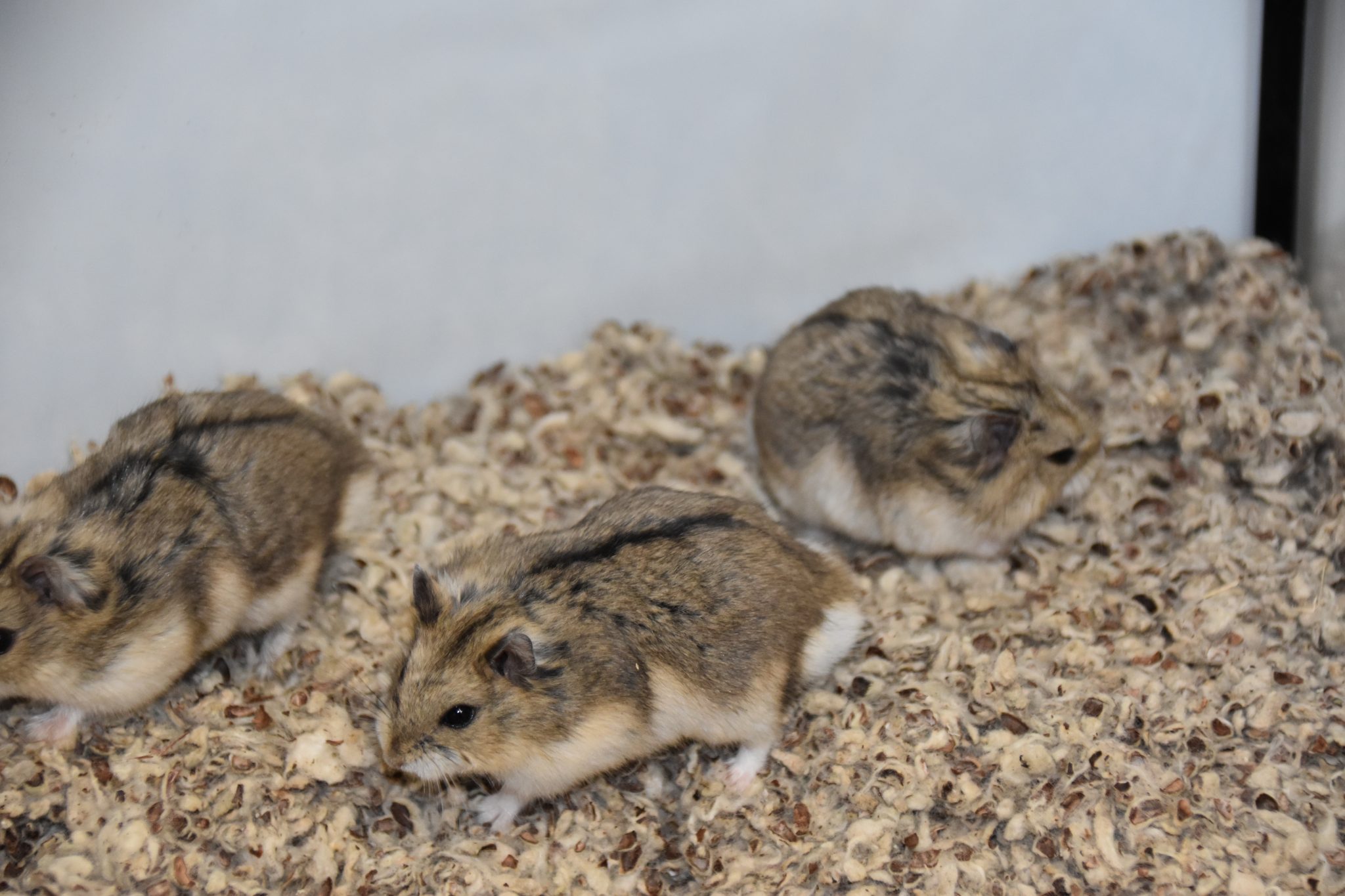 Hamsters | DierenWiki - Goudhamster - Hamsters