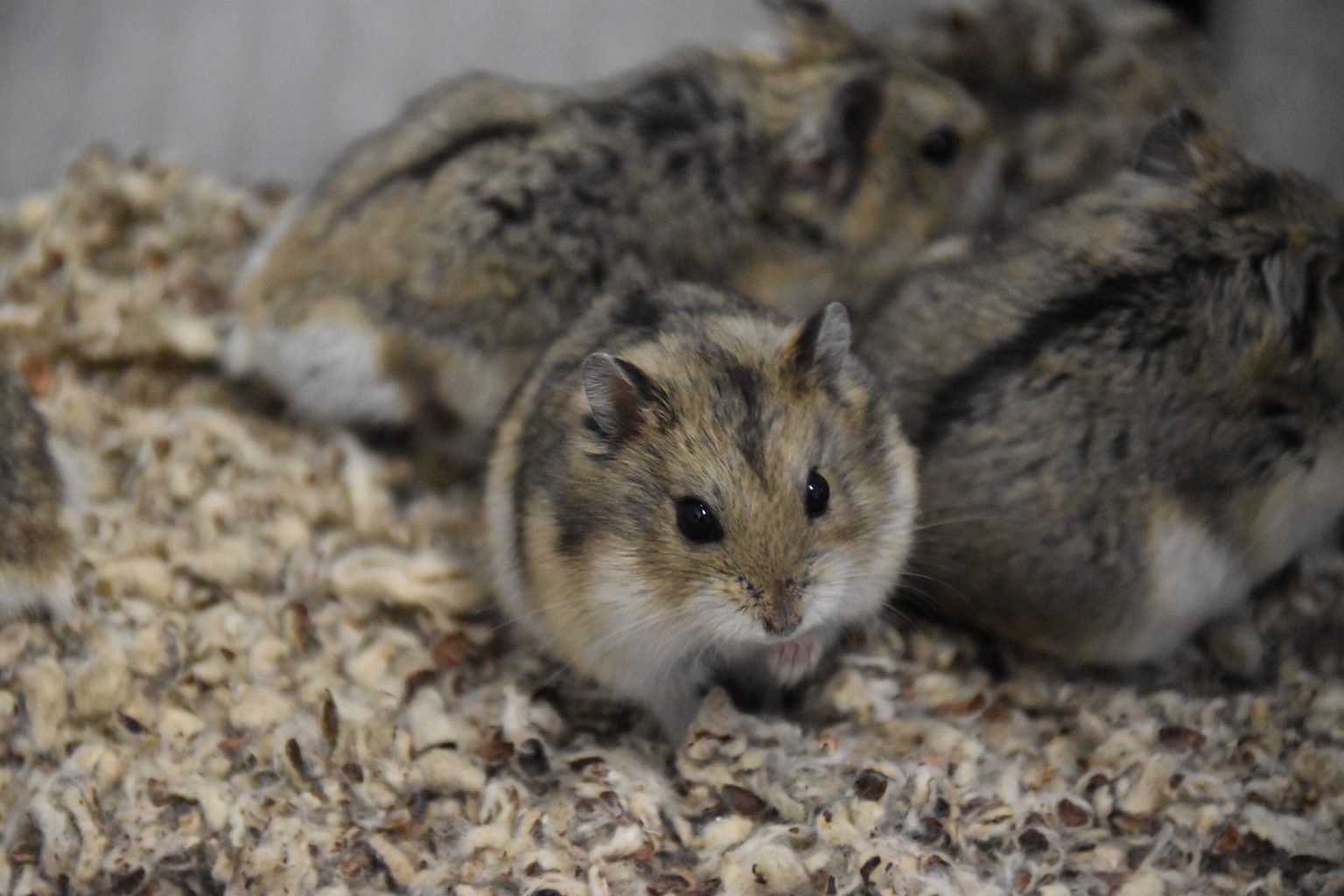 Hamsters | DierenWiki - Goudhamster - Hamsters