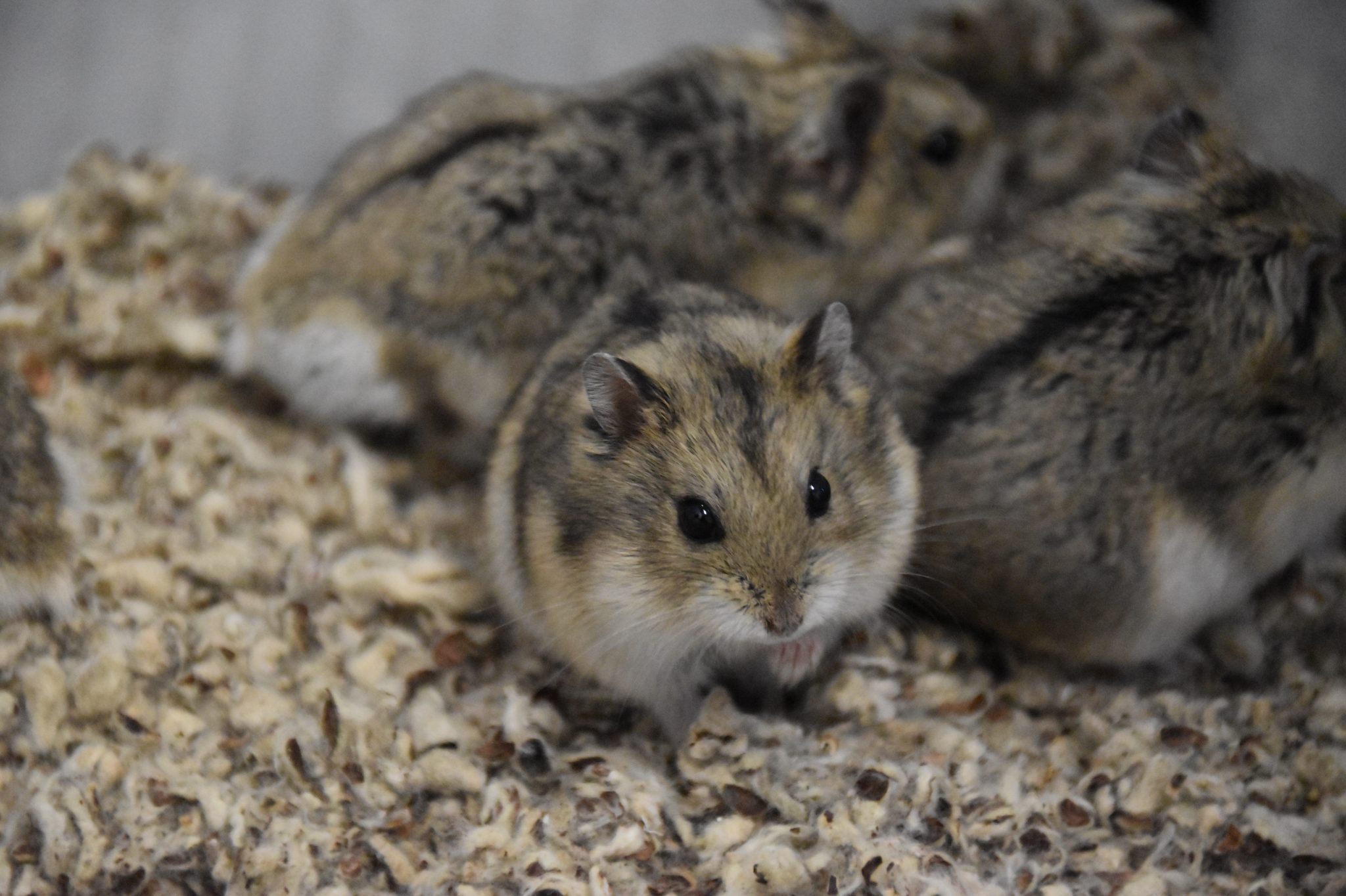 Hamsters | DierenWiki - Goudhamster - Hamsters