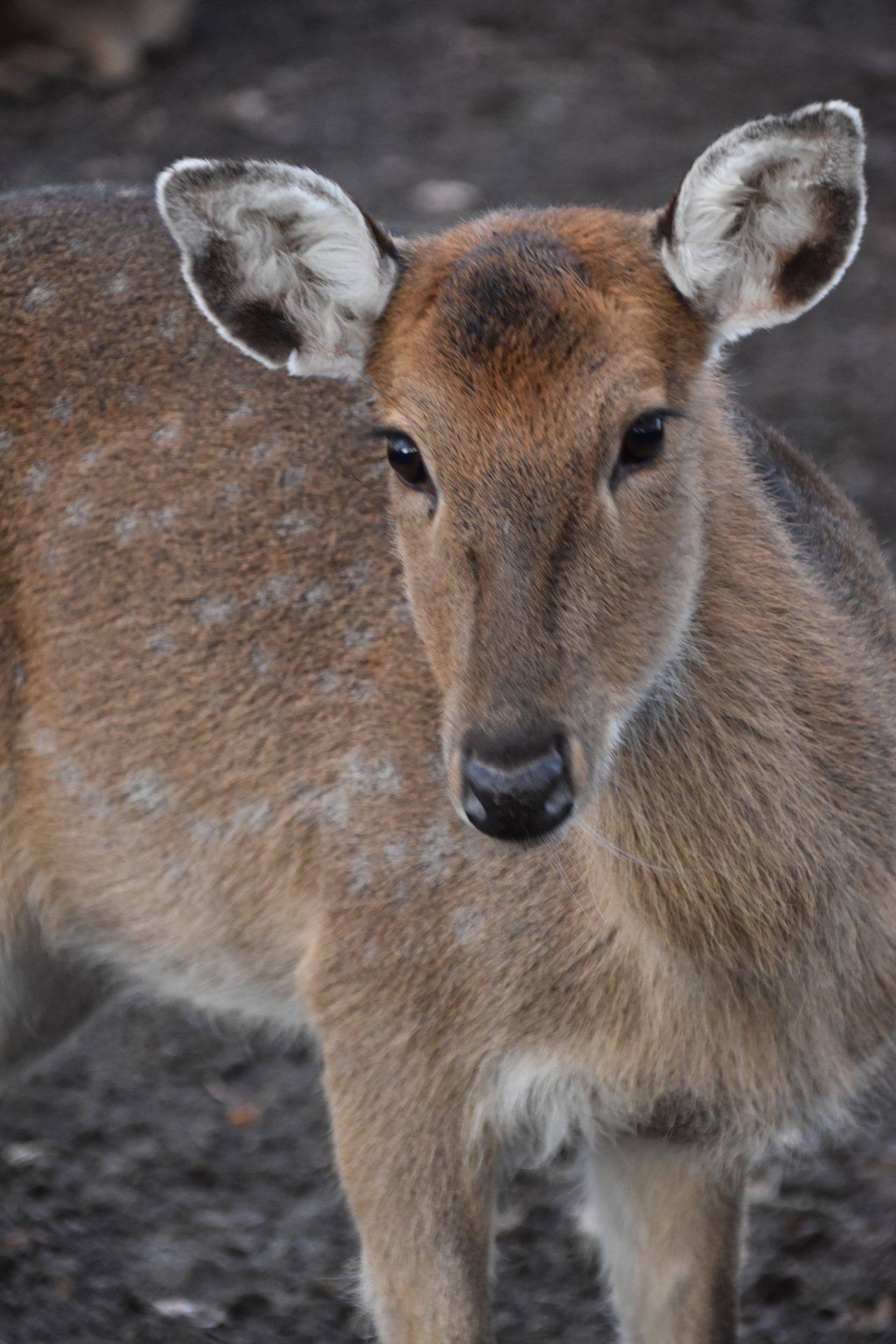 Hertachtigen (Cervidae) | DierenWiki | Hertachtigen Hertachtigen