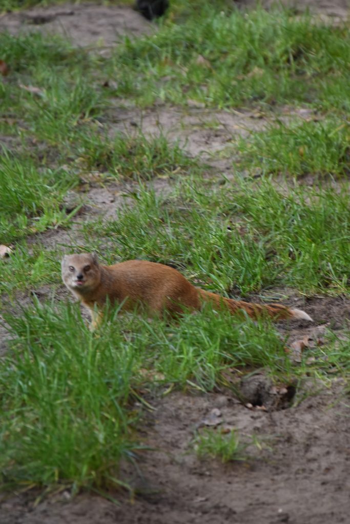 Mangoesten | DierenWiki | Mangoesten zijn roofdieren