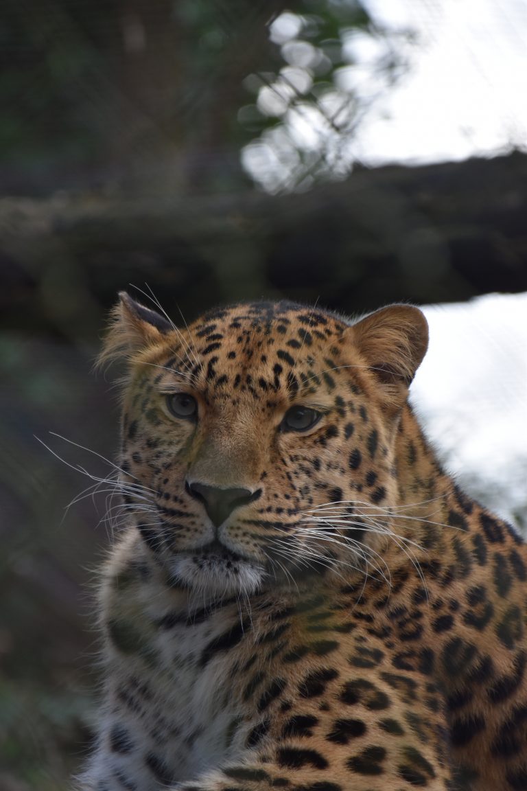 Amoerpanter | DierenWiki | Amoerpanter