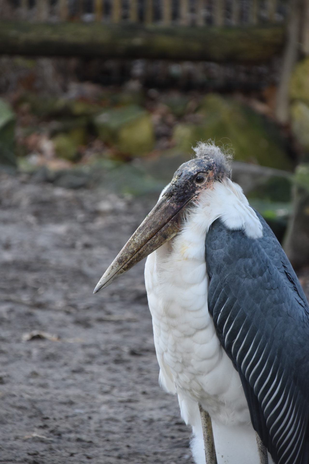 Afrikaanse maraboe | DierenWiki | Afrikaanse maraboe