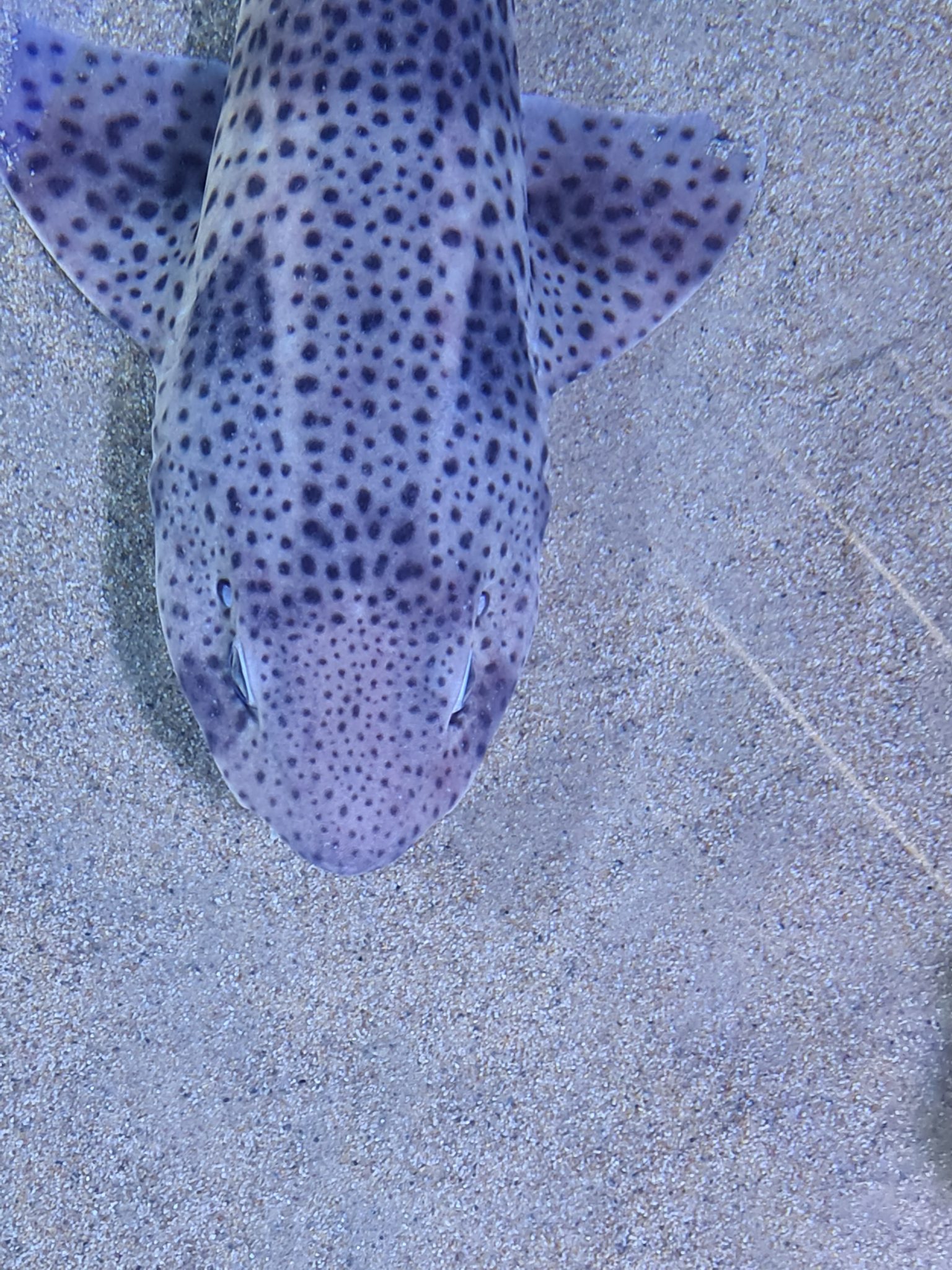 Vissen | DierenWiki - Verschillende Soorten Vissen