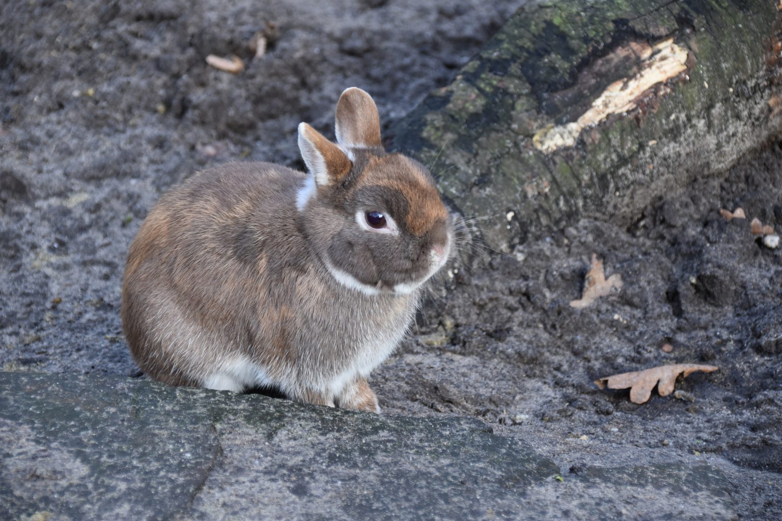 Dwergkonijn | DierenWiki | Konijnen | Dwergkonijn