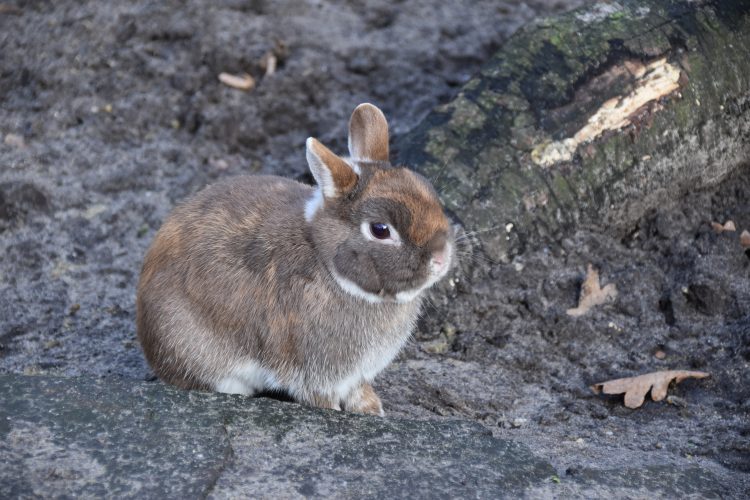 Spreekbeurt konijnen | DierenWiki | Spreekbeurt konijnen