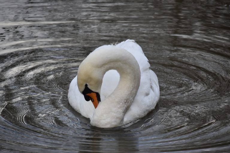 Gewervelden | DierenWiki - Gewervelden