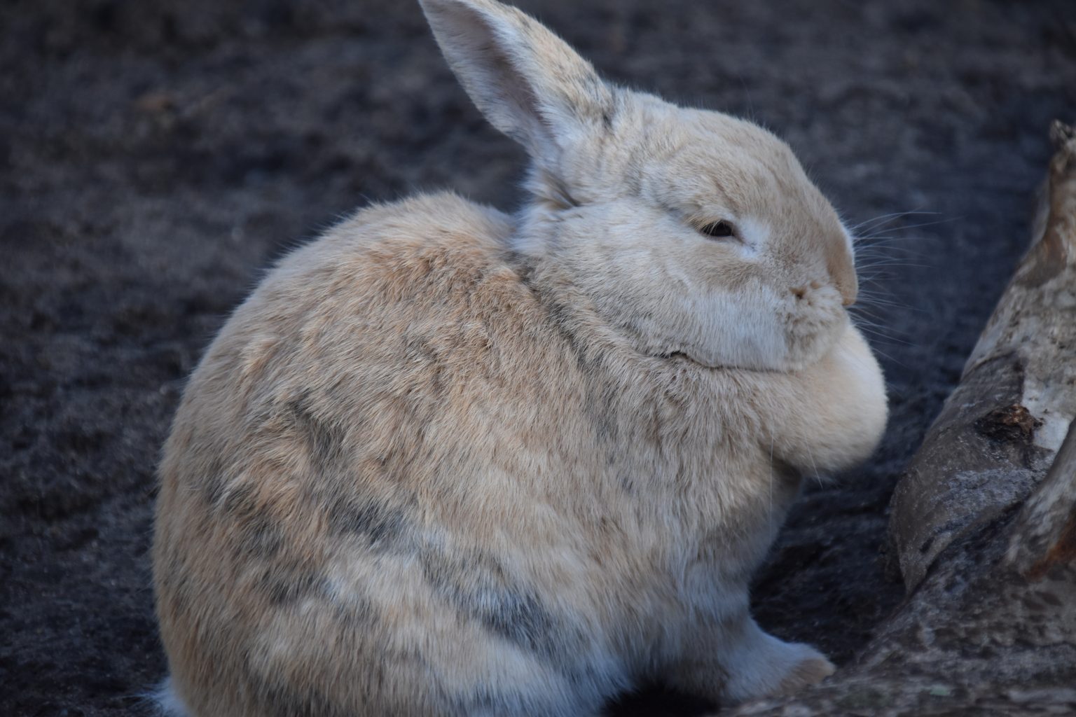 Dwergkonijn | DierenWiki | Konijnen | Dwergkonijn