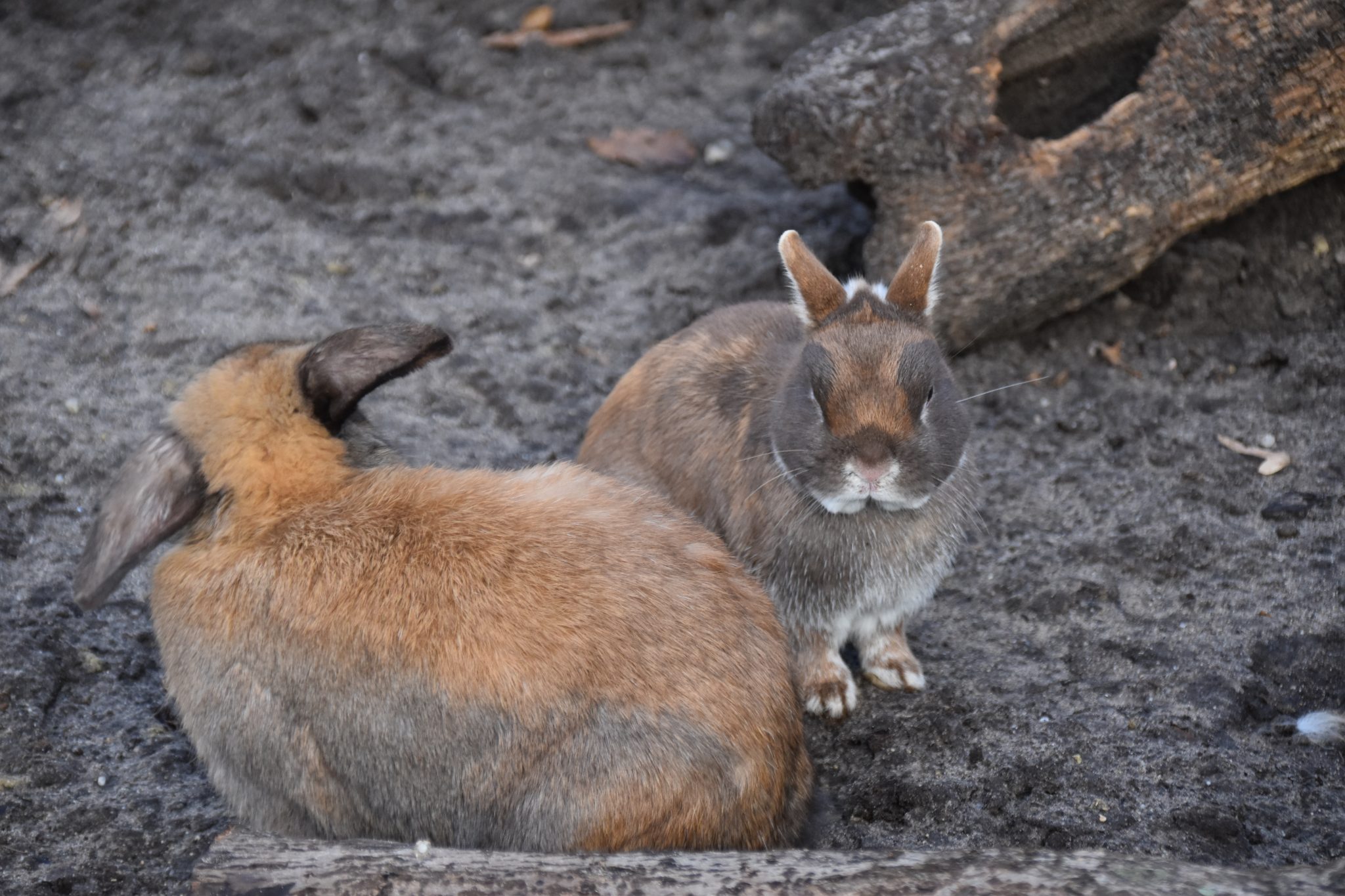 Dwergkonijn | DierenWiki | Konijnen | Dwergkonijn