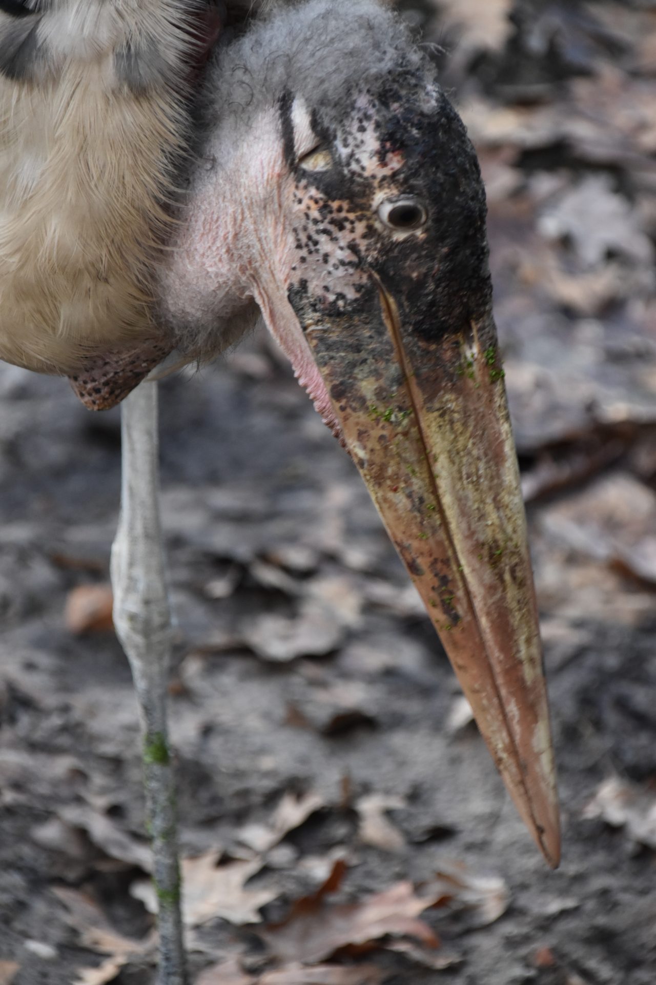 Afrikaanse maraboe | DierenWiki | Afrikaanse maraboe